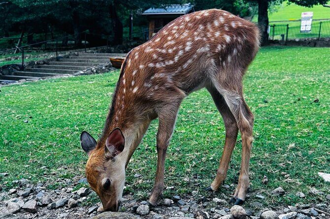 Kyoto Private & Customizable Tour with English-Speaking Driver - The Sum Up