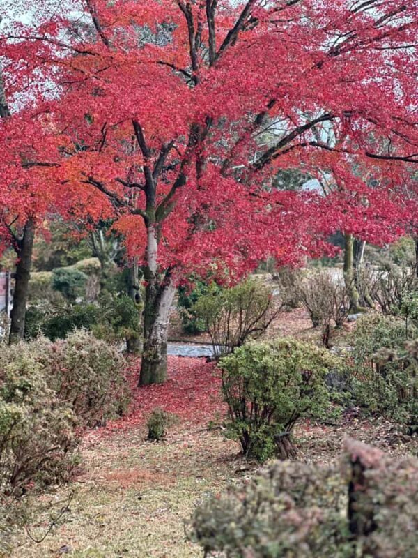 Kyoto Private Customizable Tour With Guide & Luxury vehicle - The Bottom Line