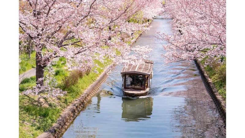 Kyoto: Private Full-Day Sakura Tour by Vehicle with Guide - Who Will Love This Tour?