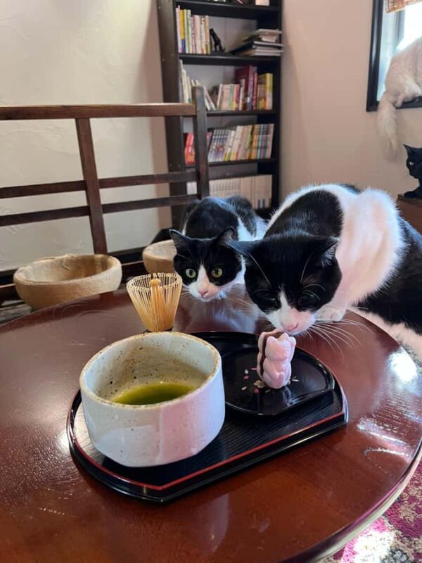 Kyoto: Private/GroupEthical Cat Sanctuary & Tea Ceremony - An In-Depth Look at This Kyoto Sanctuary & Tea Experience