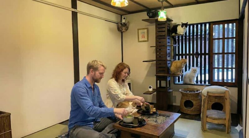 Kyoto: Private/GroupEthical Cat Sanctuary & Tea Ceremony - Practical Considerations