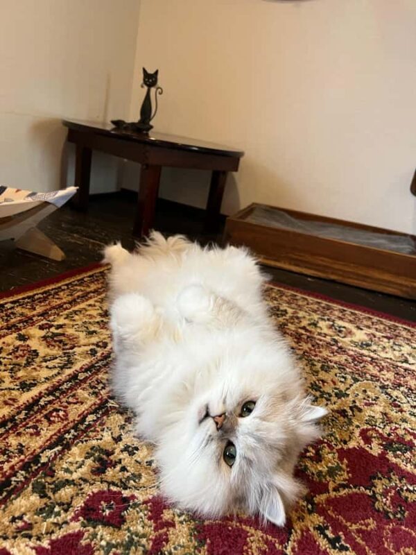 Kyoto: Private/GroupEthical Cat Sanctuary & Tea Ceremony - Final Thoughts