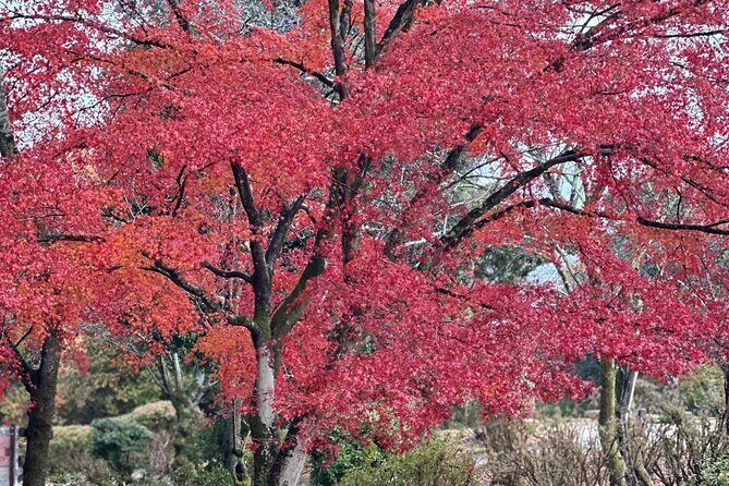 Kyoto Private Sightseeing Tours with English Speaking Driver - The Experience: What to Expect from the Kyoto Private Sightseeing Tour