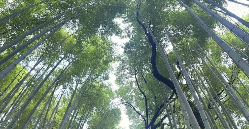 Kyoto: Private tour, Arashiyama, Bamboo Forests and Sacred Temples - Discovering Kyoto’s Hidden and Sacred Corners