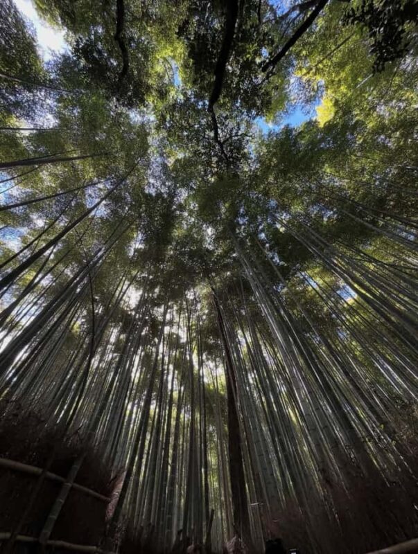 Kyoto: Private Tour with Nara included and English Driver - Key Points