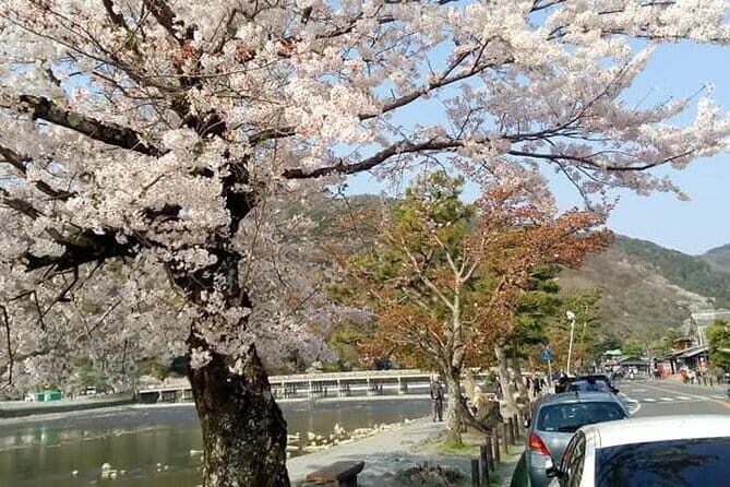 Kyoto Sakura & Hidden Gems of Timeless Tradition - Key Points