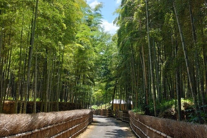 Kyoto Sakura & Hidden Gems of Timeless Tradition - Practical Considerations for Travelers