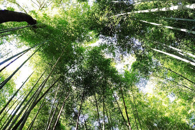 Kyoto: Serene Morning Walk in Arashiyama Bamboo Grove - Key Points