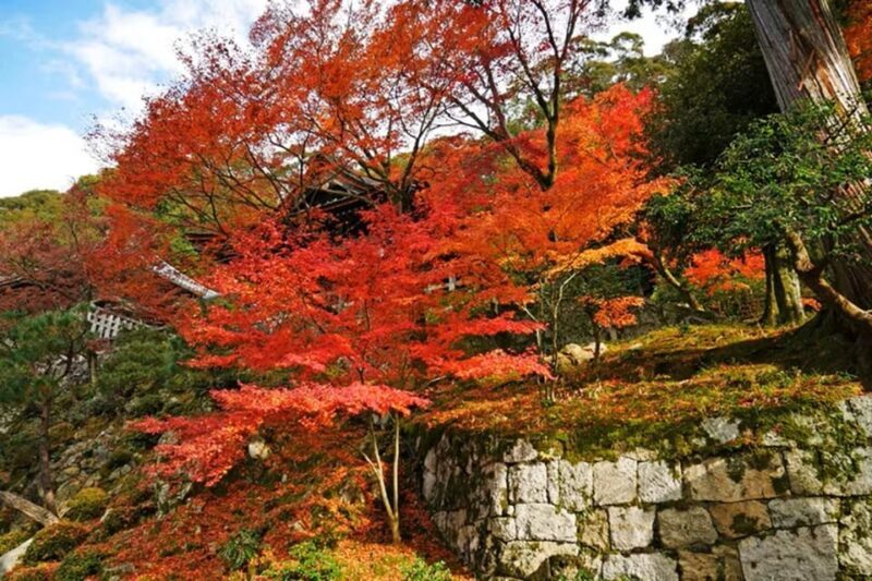 KYOTO: Sophisticated Harmony Journey: 4 Calming Scenes - FAQs