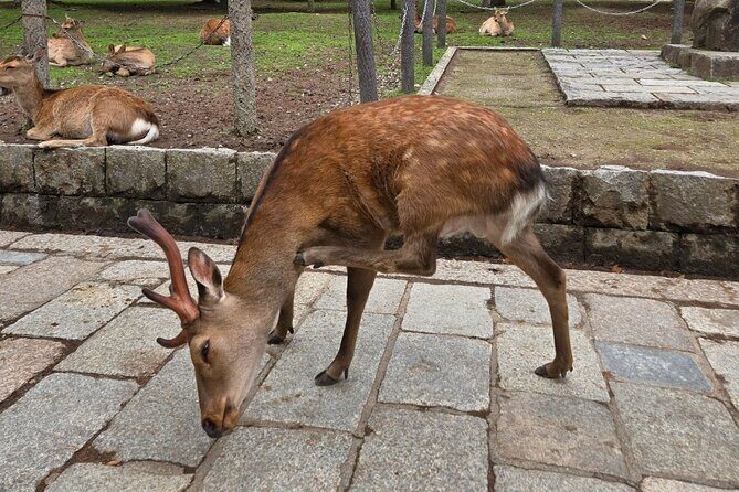 Kyoto to Nara Day Trip 6 Hour Private Tour with Deer and Temples - A Closer Look at the Kyoto to Nara Private Tour