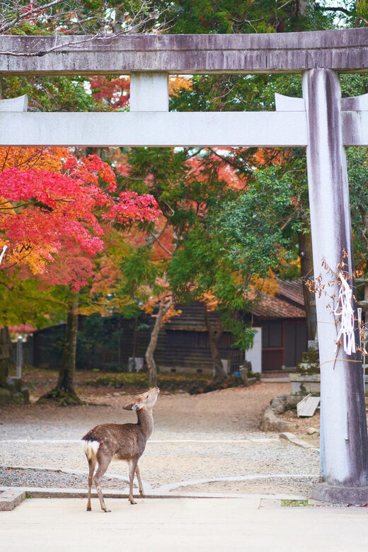Kyoto to Nara: Private Day Trip with a Local - FAQs