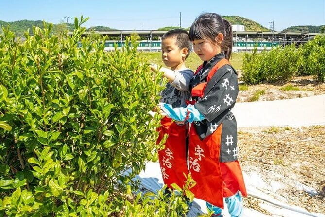 Kyoto Uji Tea Picking and Byodo in Temple Private Tour - Introduction