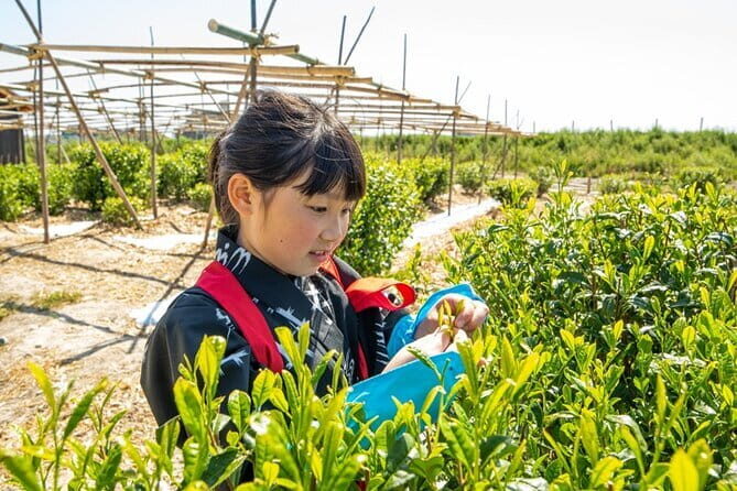 Kyoto Uji Tea Picking and Byodo in Temple Private Tour - Key Points