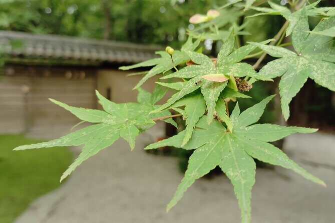 Kyoto: Walk Through History in Shimogamos Sacred Woods - What You Might Consider