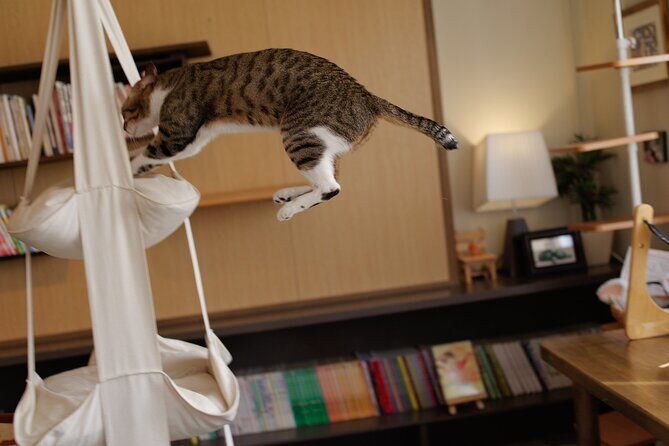 Kyoto Weird & Unusual: Oddities & Curiosities PRIVATE Tour - Final Thoughts