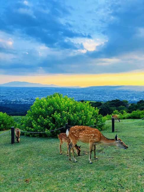 Kyoto:Kimono Tea Ceremony Experiencw Tour - An In-Depth Look at the Kyoto Kimono Tea Ceremony Tour