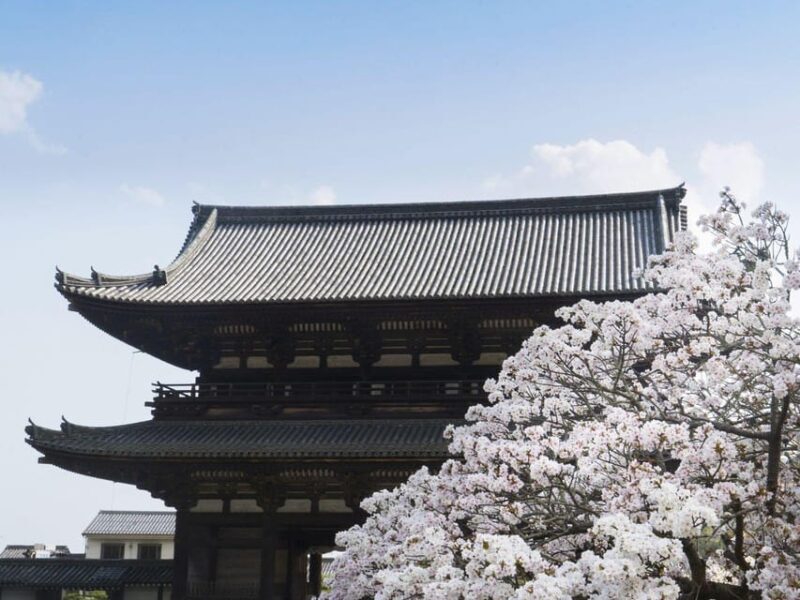 Kyoto's Cherry Blossom Beauty: A 4-Hour Sakura Stroll - The Sum Up