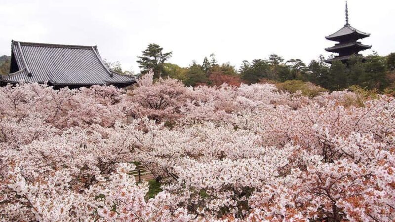 Kyoto's Cherry Blossom Splendor: A 3-Hour Sakura Tour - Introduction: A Short but Sweet Kyoto Cherry Blossom Experience