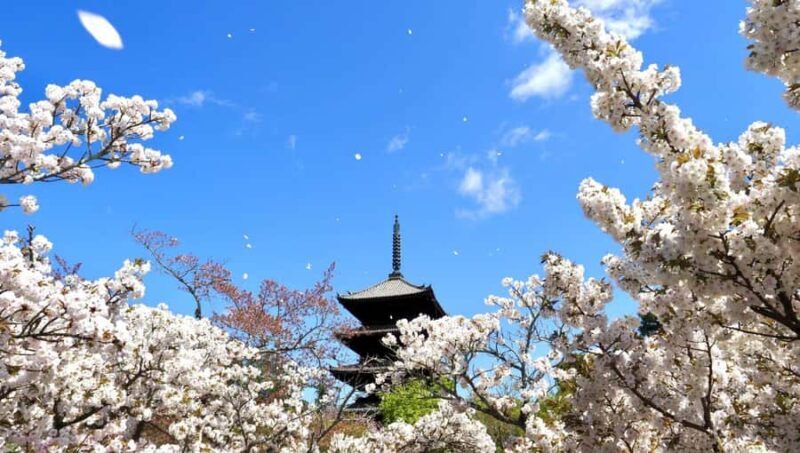 Kyoto's Cherry Blossom Splendor: A 3-Hour Sakura Tour - The Experience: What Youll See and Feel