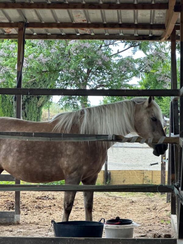 Kyrgyzstan: Burana Tower & Chon-Kemin Valley Ride - Practical Considerations