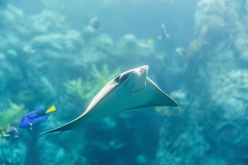 LA: Aquarium of the Pacific Skip-the-Line Entry - Introduction: What’s the Buzz About?