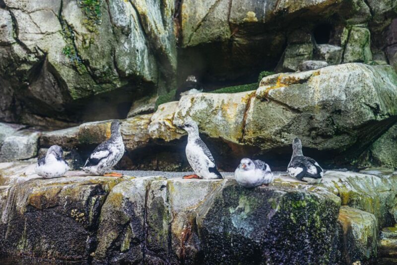 LA: Aquarium of the Pacific Skip-the-Line Entry - Practical Tips for Visitors