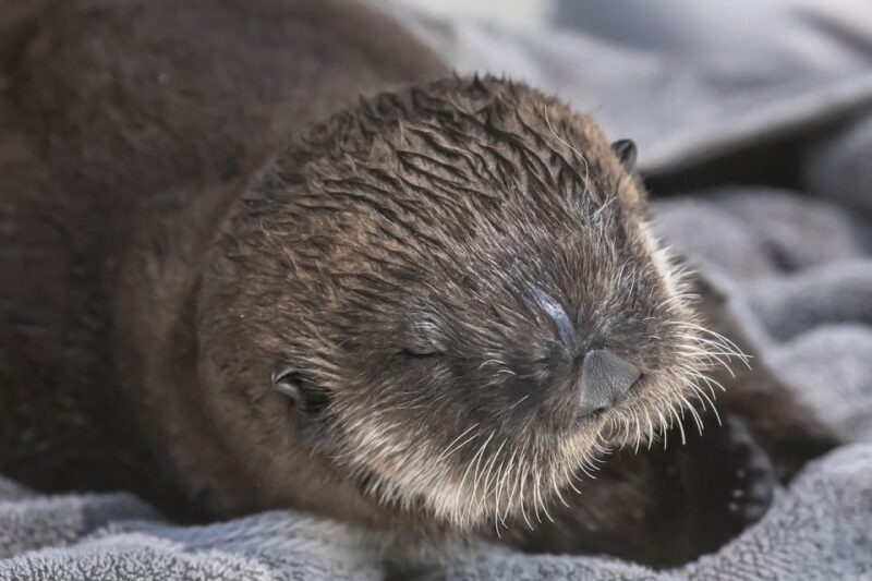 LA: Aquarium of the Pacific Skip-the-Line Entry - FAQ