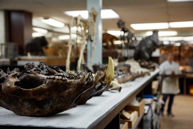 La Brea Tar Pits and Museum Admission Ticket with Excavator Tour - FAQs