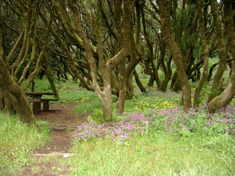 La Gomera: The Rain Forest (national park) - Key Points