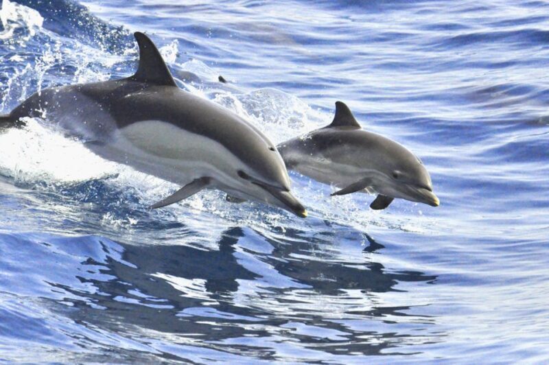 La Gomera: Whale Watching Tour on an Vintage Boat - What Makes This Tour Special