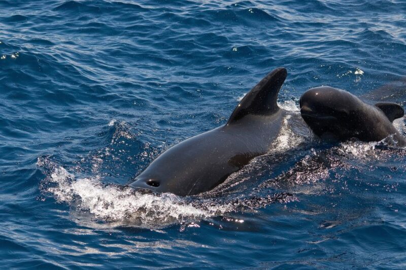 La Gomera: Whale Watching Tour on an Vintage Boat - Practical Tips