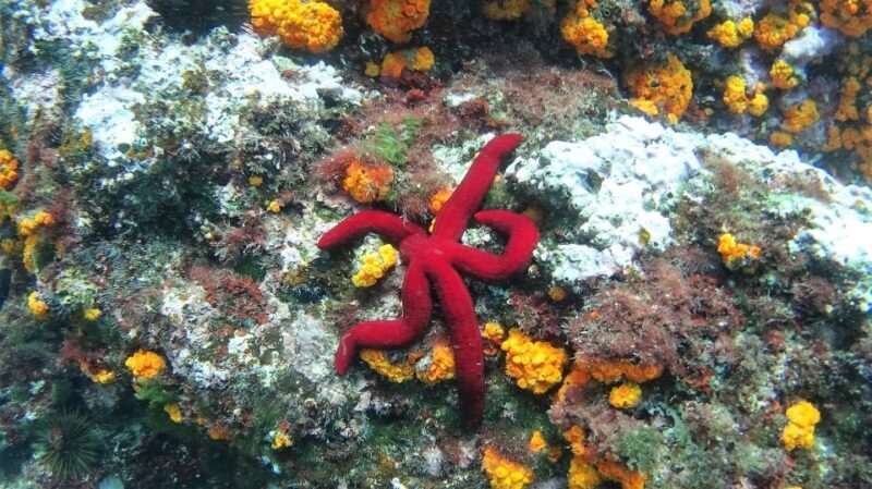La Herradura: Cerro Gordo Natural Park Kayak & Snorkel Tour - The Value of the Experience