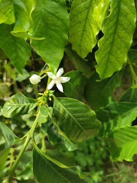 La Herradura Coffee Farm: tour in Europe's only plantation - Detailed Breakdown of the Tour