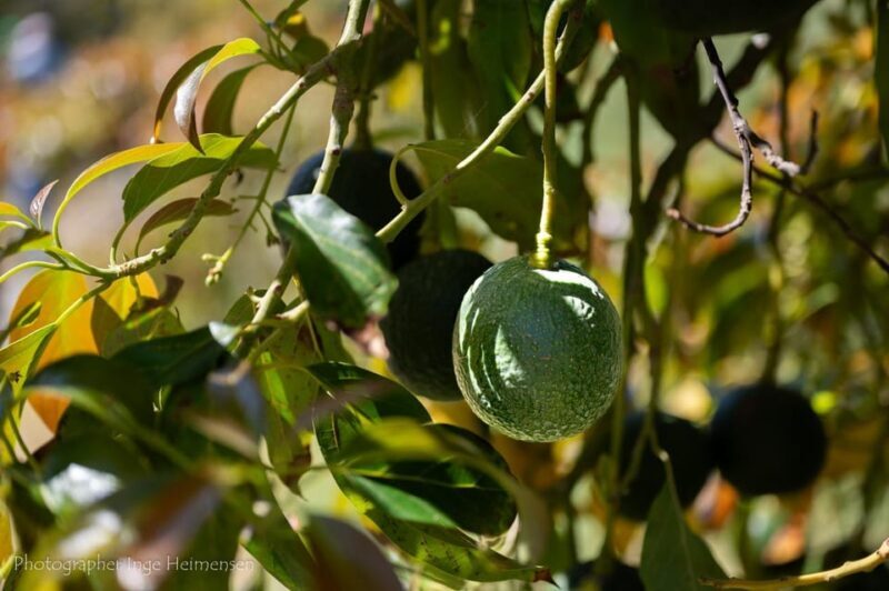 La Herradura Coffee Farm: tour in Europe's only plantation - Value and Practical Considerations