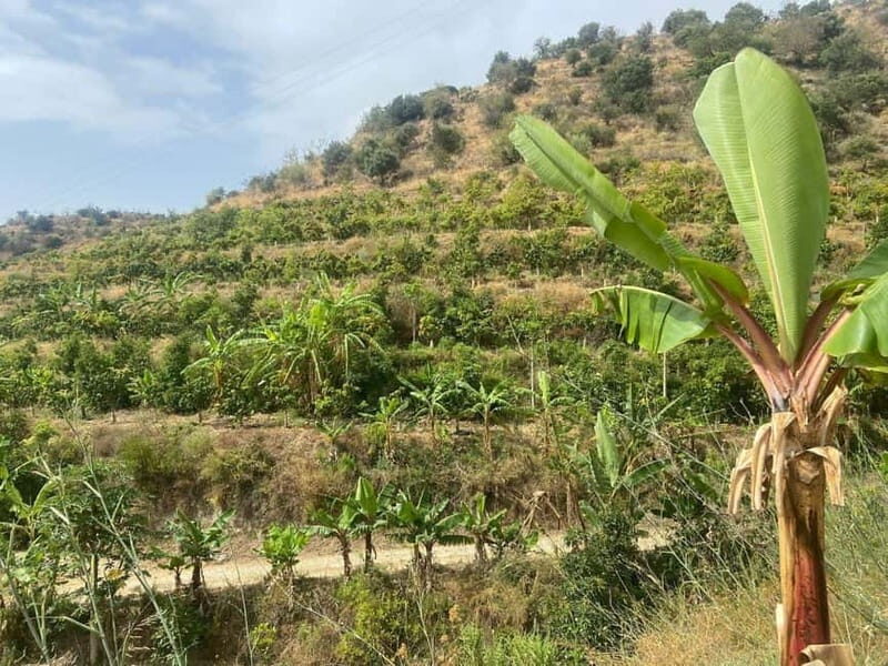 La Herradura: Private Visit to Europe's Only Coffee Farm - Authenticity and Education: Why It Matters