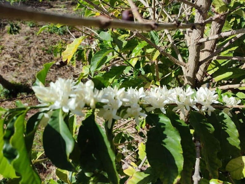 La Herradura: Private Visit to Europe's Only Coffee Farm - Value for Money: What’s Included and What’s Not
