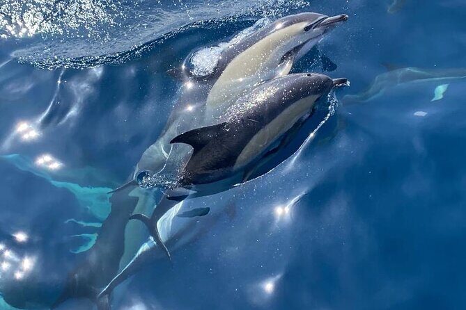 La Herradura: Sailboat with a view of Dolphins-Private - The Experience: A Closer Look at the Itinerary