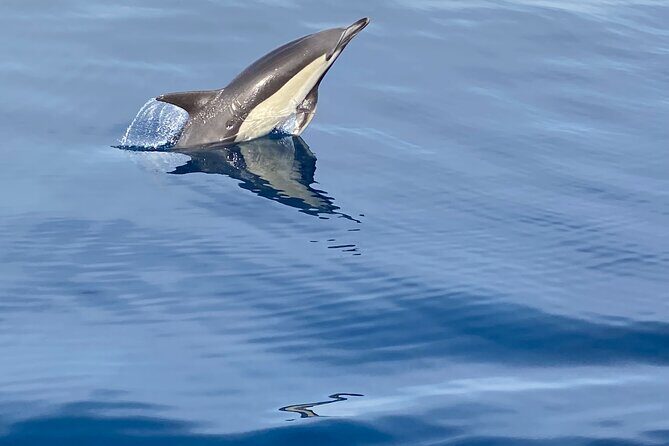 La Herradura: Sailboat with a view of Dolphins-Private - Who Should Consider This Tour