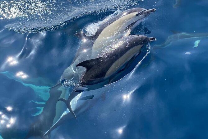 La Herradura: Sailboat with a view of dolphins-Shared - Navigating the Coast and Marine Life