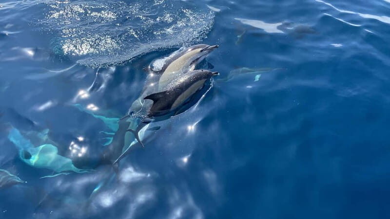 La Herradura: Sailing with a view of dolphins - Key Points