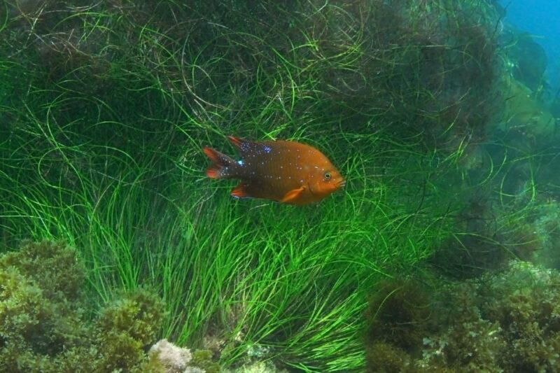 La Jolla: 2.5-Hour Kayak and Snorkel Tour - A Deep Dive into the Experience