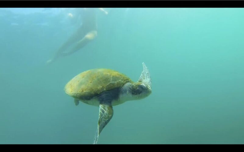 La Jolla: 2.5-Hour Kayak and Snorkel Tour - Itinerary Breakdown