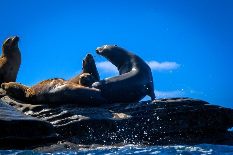 La Jolla: 2-Hour Kayak Tour of the 7 Caves - FAQ