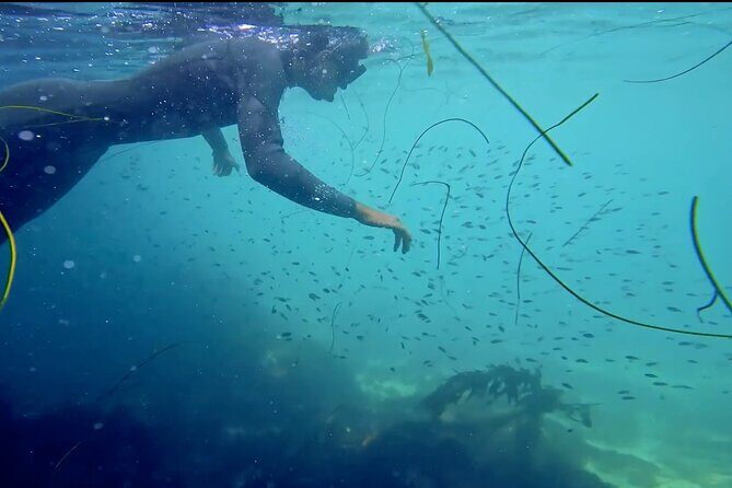 La Jolla Kayak and Snorkel Tour - A Deep Dive into the Experience