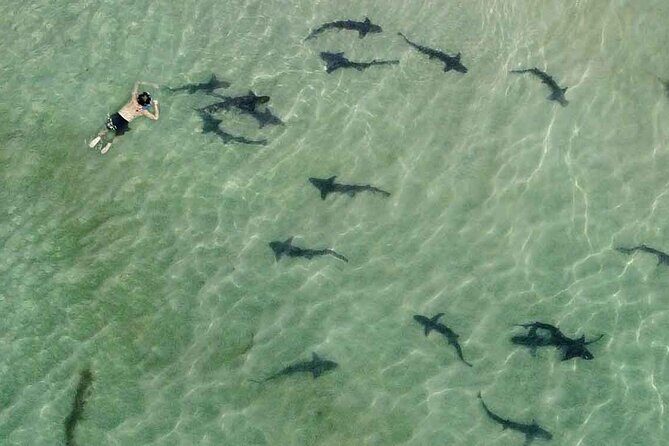 La Jolla Snorkel with the Leopard Sharks - Key Points