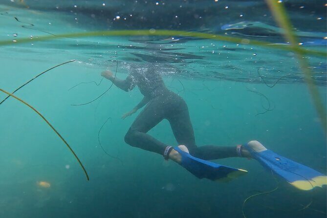 La Jolla Snorkel with the Leopard Sharks - What the Tour Includes and Excludes