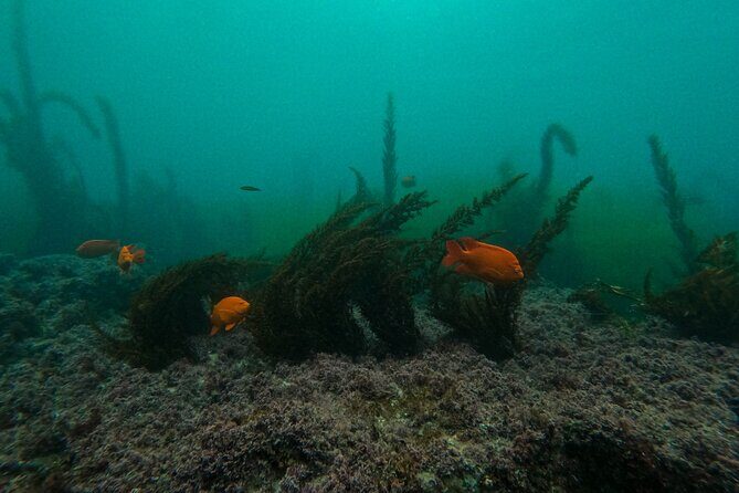 La Jolla Snorkel with the Leopard Sharks - Analyzing the Value