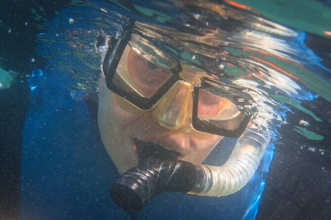 La Jolla Snorkel with the Leopard Sharks - Practical Tips for Future Snorkelers