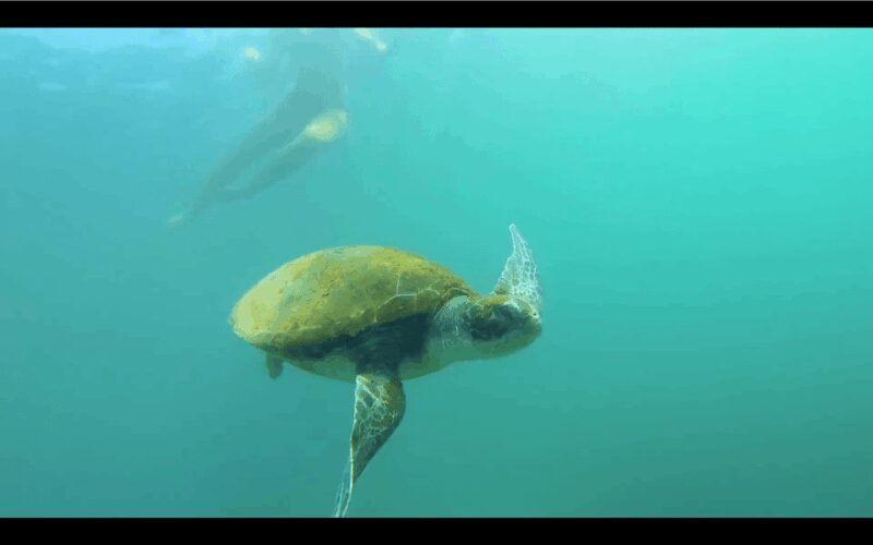 La Jolla: Sunset Kayak Tour of the 7 Caves - An In-Depth Look at the Experience