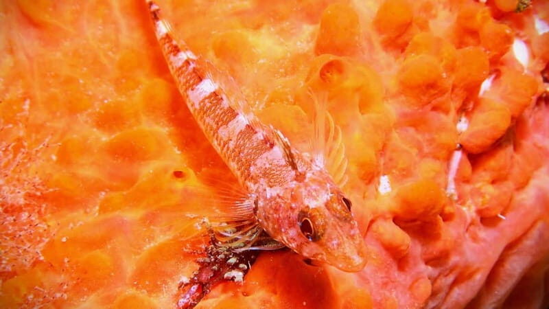 La Maddalena & Lavezzi: Full-Day Boat Scuba Diving Trip - Who Should Consider This Tour?